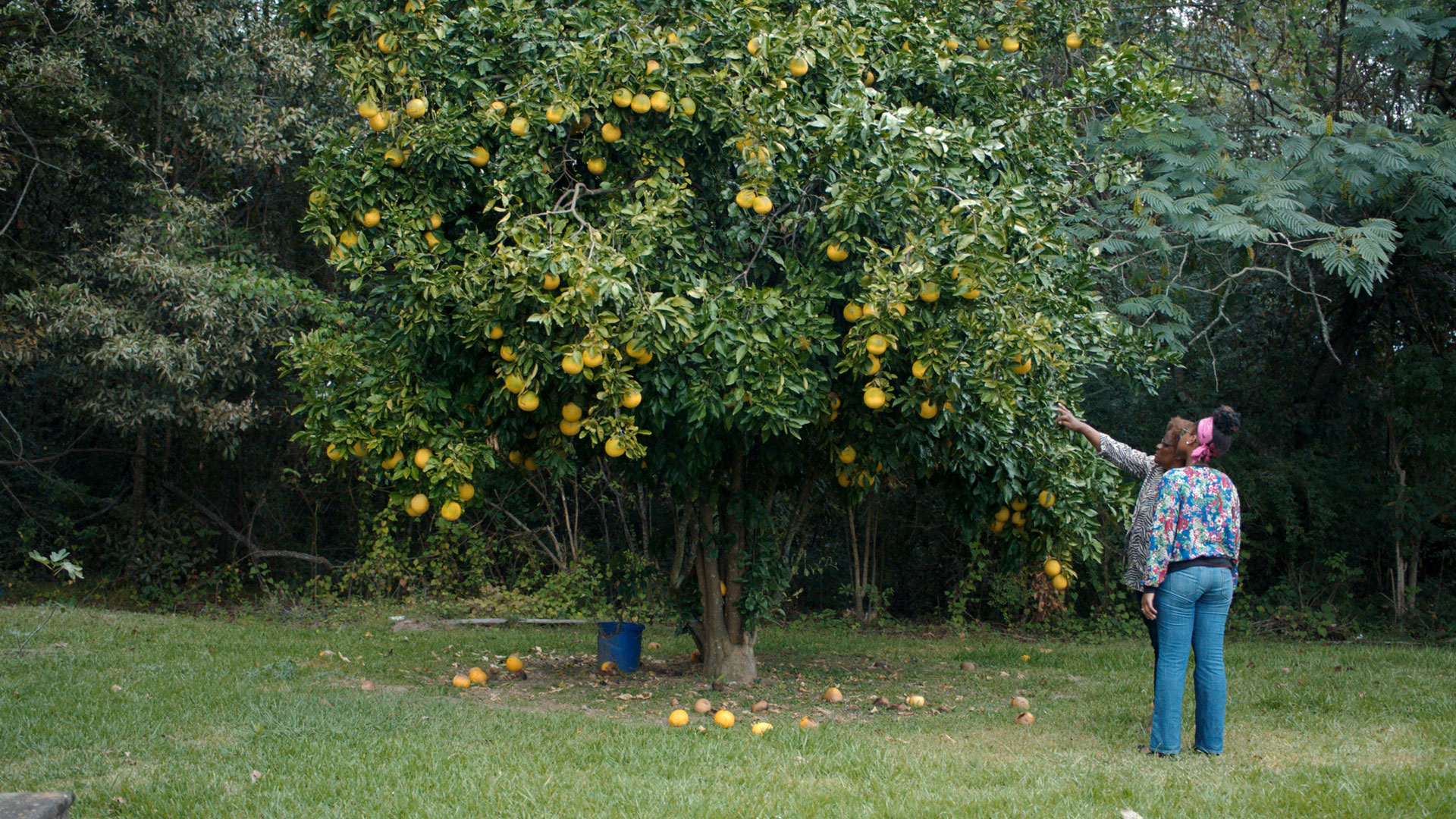 SCREENINGS | HOLLOW TREE